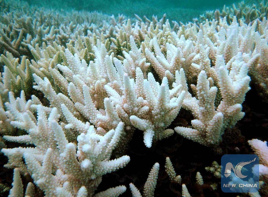 La Grande barrière de corail enregistre le pire blanchiment de l ...