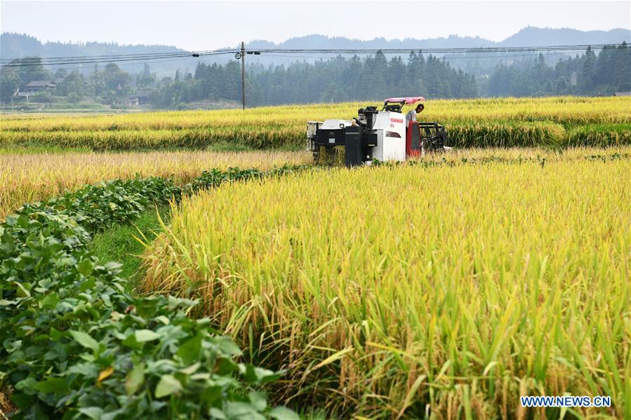 Récolte du riz dans le sud-ouest de la Chine_French.news.cn