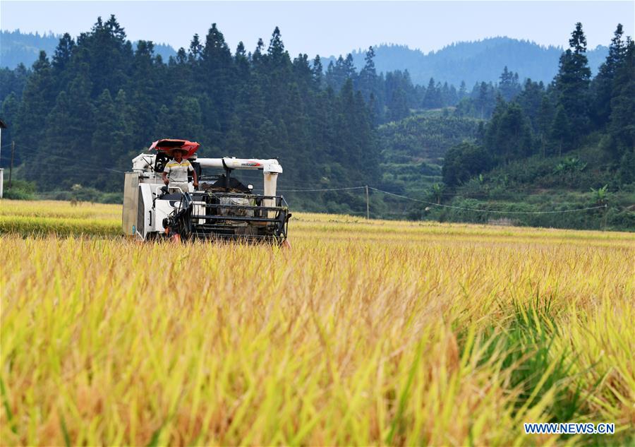 Récolte du riz dans le sud-ouest de la Chine_French.news.cn
