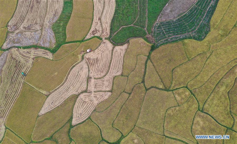 Récolte du riz dans le centre de la Chine_French.news.cn